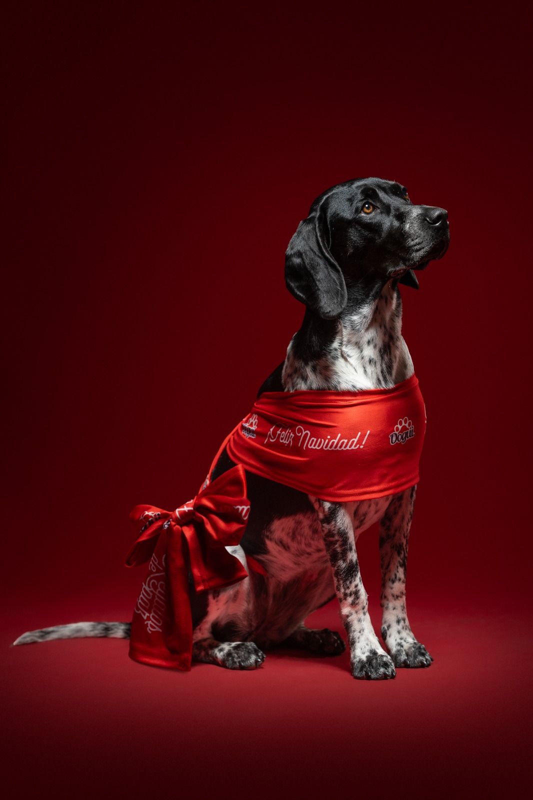 "Regalos de Paz", la innovadora promoción que trae la marca Dogui de ...